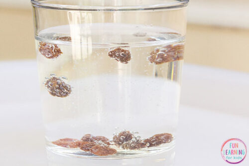 Dancing Raisins Science Experiment for Kids
