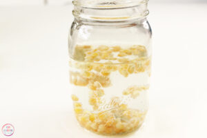 Dancing Corn Science Experiment